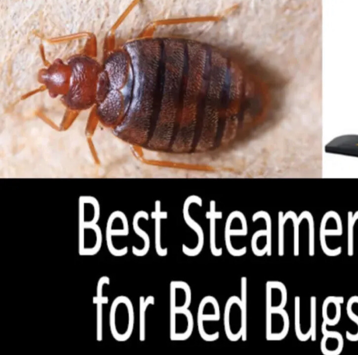 Super Bed Bug Steamer Kills On Contact Non Toxic Heat Kills Bed Bugs ...