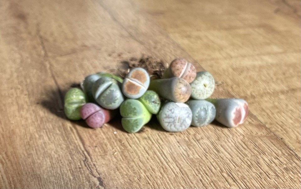 7 x Mixed Lithops 'Living Stones' | Pebble Plant | Succulent ...
