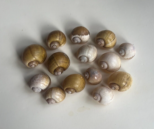Florida Apple Snail Shell Lot 14 (cleaned) | eBay