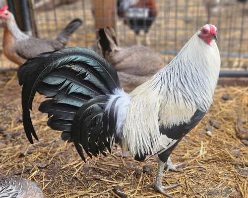 Bennett Grey Gamefowl Hatching Eggs(14)-Free Shipping!!! | eBay