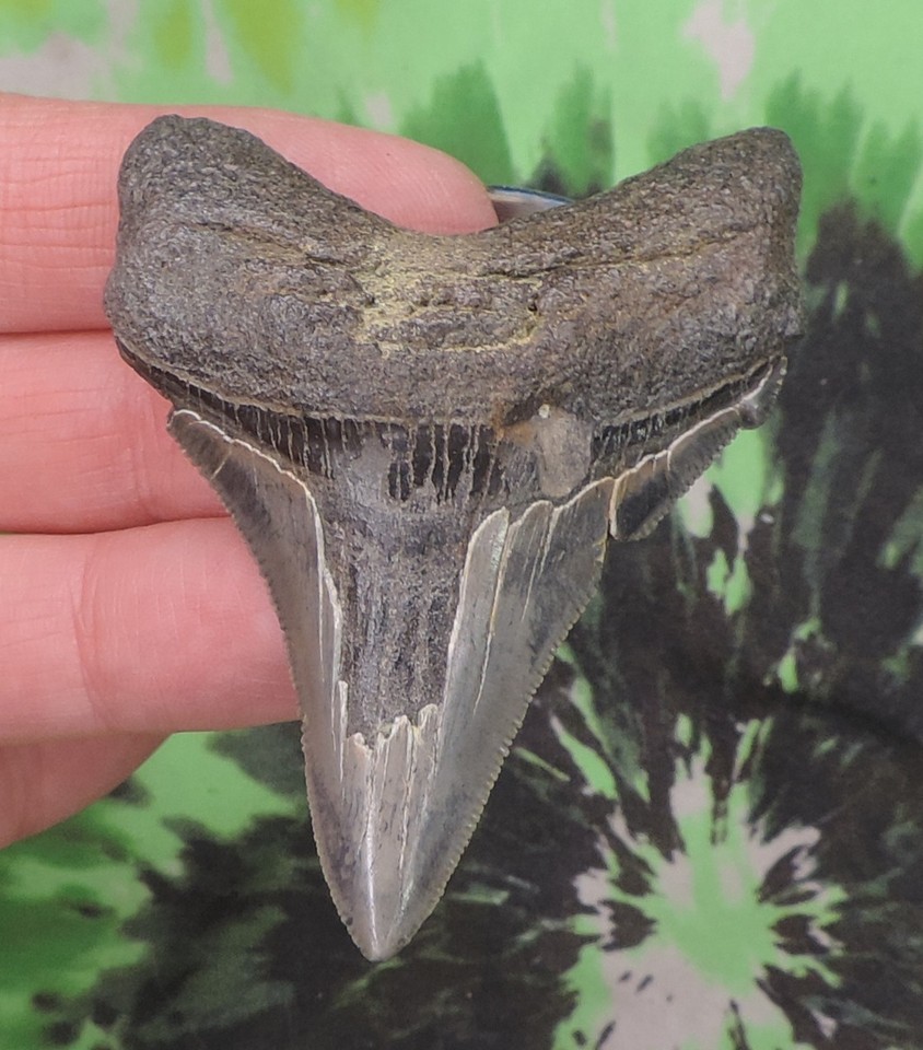 Megalodon Sharks Tooth 2 7/8" inch NO RESTORATIONS fossil sharks teeth ...