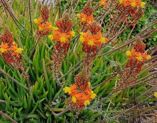 Bulbine frutescens 'Sunset Orange' - 9cm pot - Free postage on orders ...