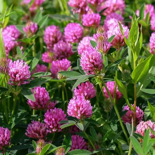 Mammoth Red Clover Cover Crop, Hay, Silage & FoodPlot Seed 50lb ...