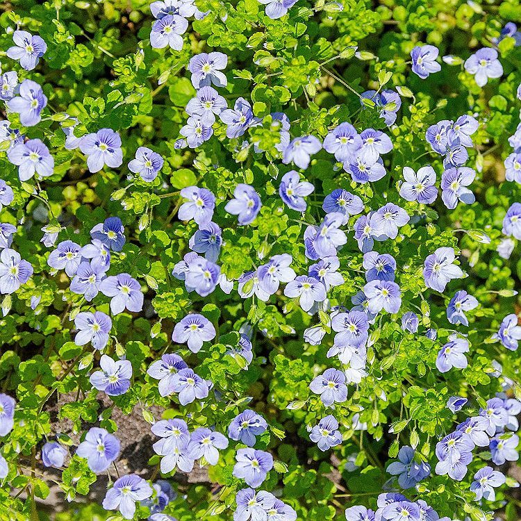 60 Seeds, Creeping Speedwell Seeds B138, Veronica Repens | eBay