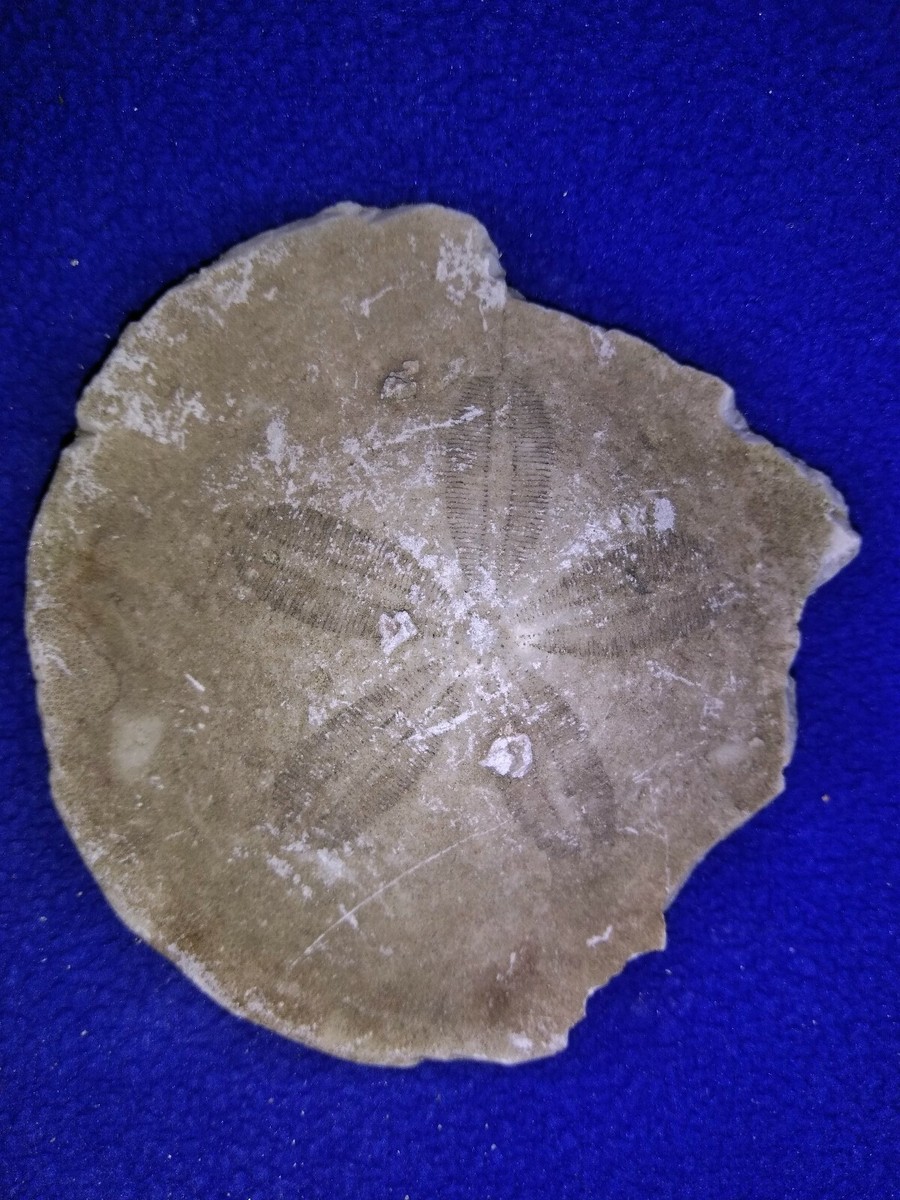 Class Echinoidea Fossils