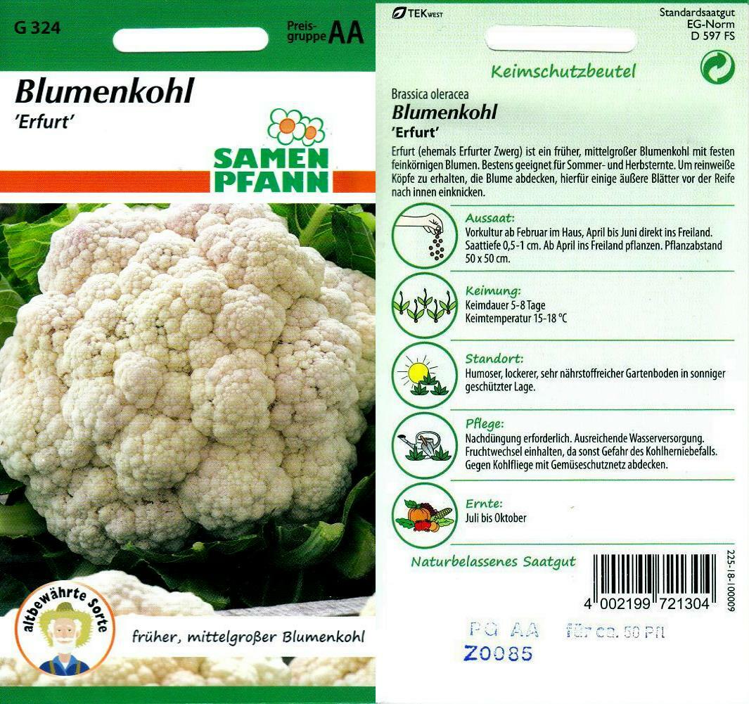Blumenkohl Erfurt - frühe Sorte - Gemüse Kohl Samen Saatgut | eBay.de