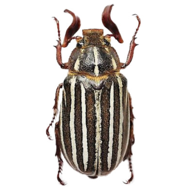 Polyphylla ONE REAL 10 LINED JUNE BUG ARIZONA BEETLE UNMOUNTED PINNED ...