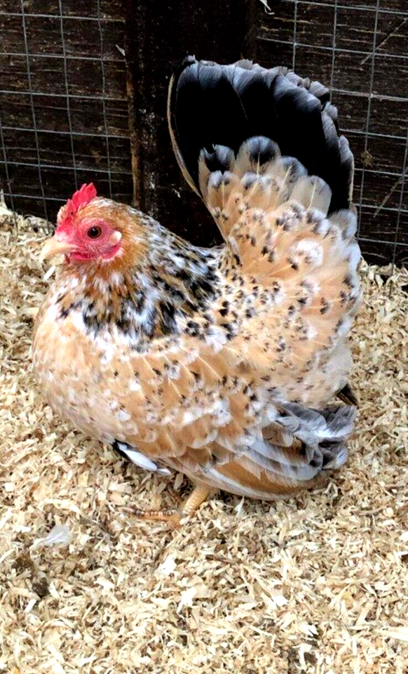 12 NPIP/AI CLEAN SERAMA BANTAM HATCHING EGGS SHOW QUALITY MICRO MINI ...