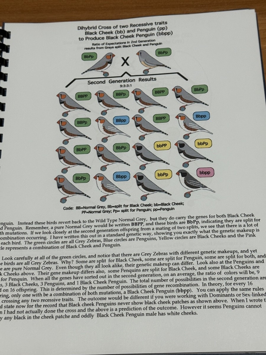 Zebra Finch Mutations Poster Mutation Zebra Finch Breeding Tips