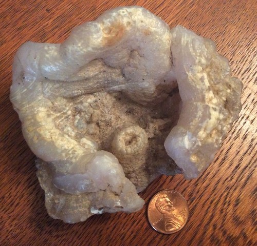 Genuine old fossil Pohlsepia octopus-like unique rare irreplaceable | eBay