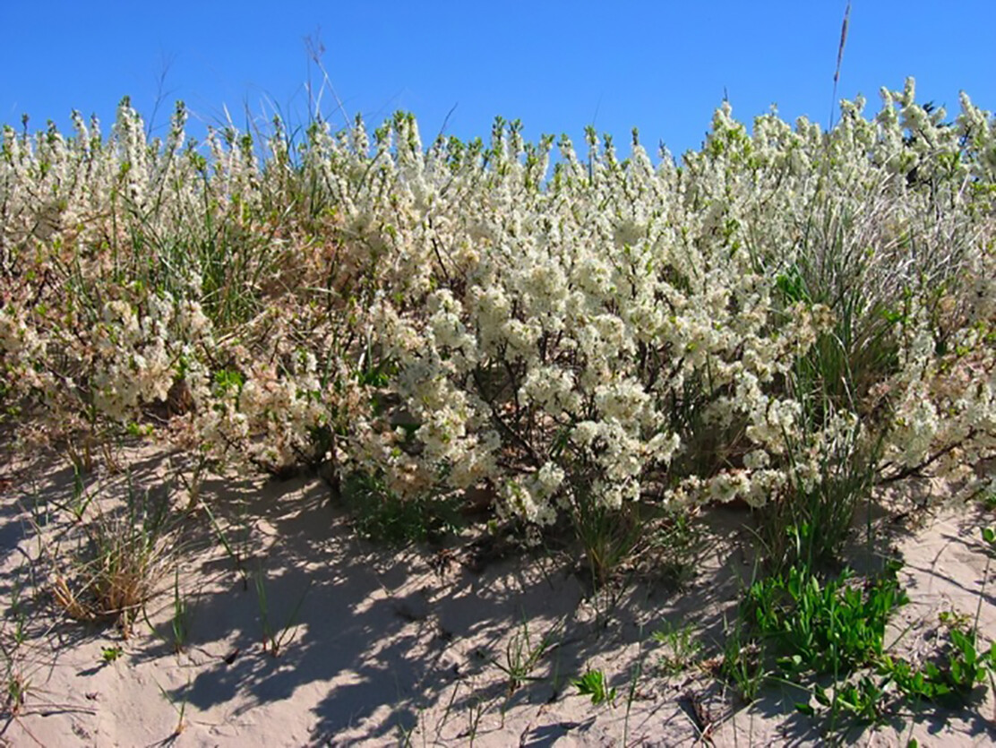 Beach Plum, Prunus maritima, Shrub Seeds (Showy, Edible, Hardy, Fast ...