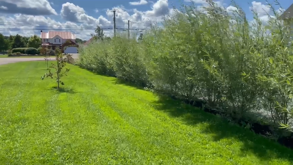 30 Austree Willow Hybrid Willow Cutting Starts Fast Growing Privacy ...