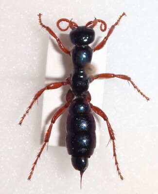 TOP RARITY Diamma bicolor Blue Bottle Ant 20.2mm Australia Mutillidae ...