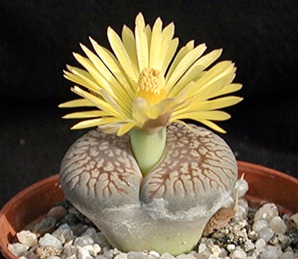 Lithops Rare Living Stones Plant Succulent Cactus Fresh 50 Viable Seeds ...