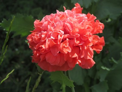 200+ Poppy Flower Seeds Double Salmon Peony Poppies. Papaver ...
