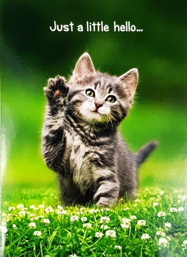 "Just a Little HELLO!" AVANTI BLANK Card Thinking of You! Cute Kitten ...