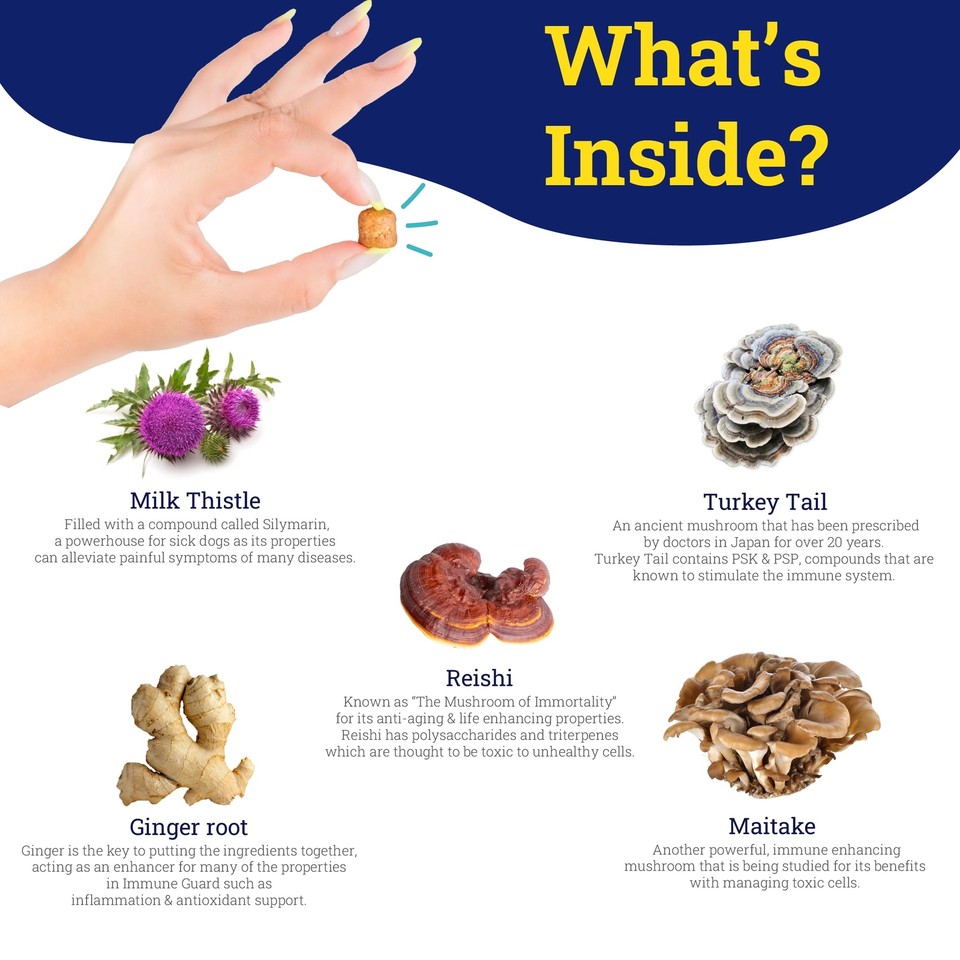 Immune Guard - Advanced Support for Dogs with Cancer- Natural ...