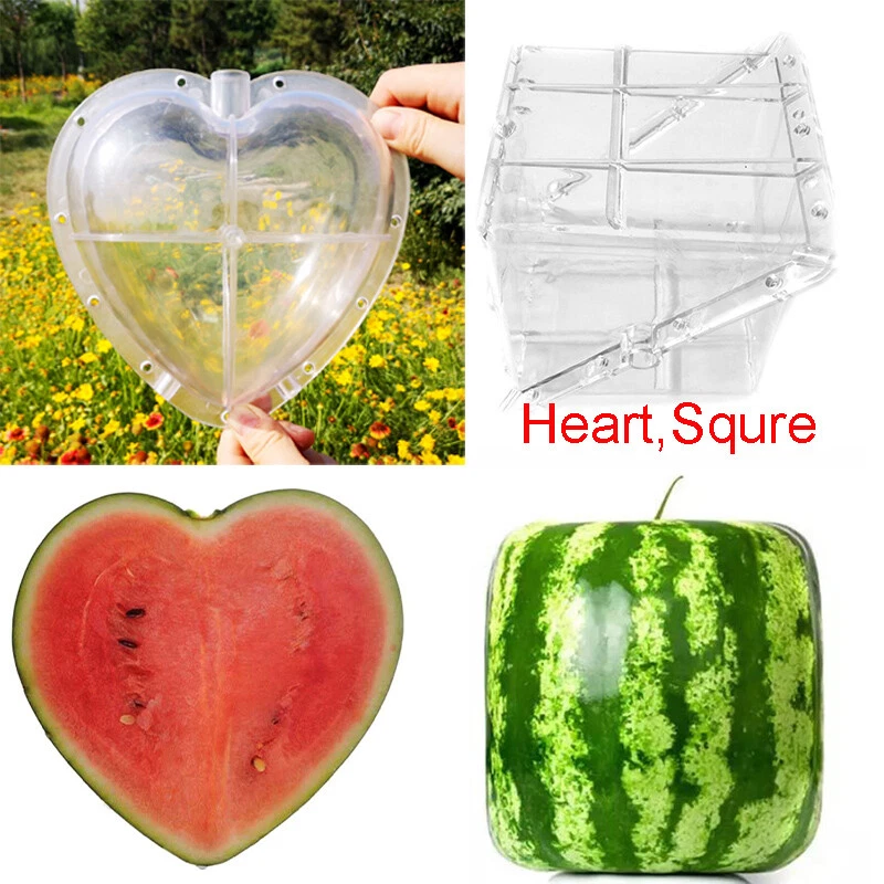 Square Watermelon Mold