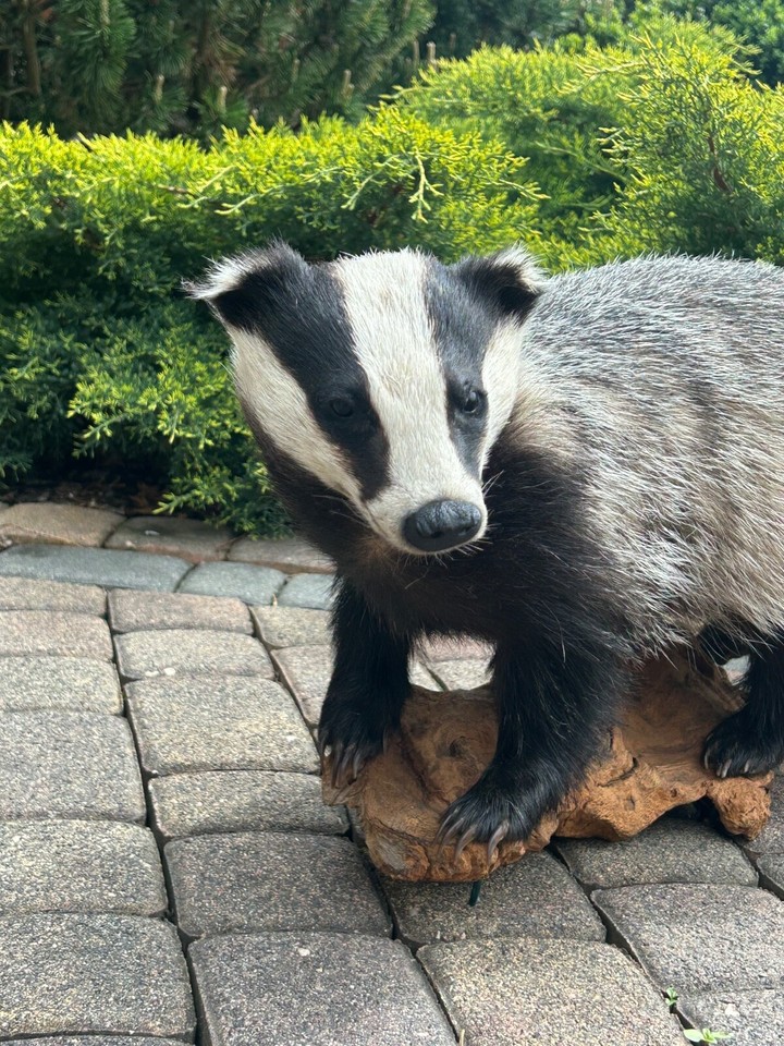 Badger, stuffed badger dog, trophy, taxidermy. | eBay