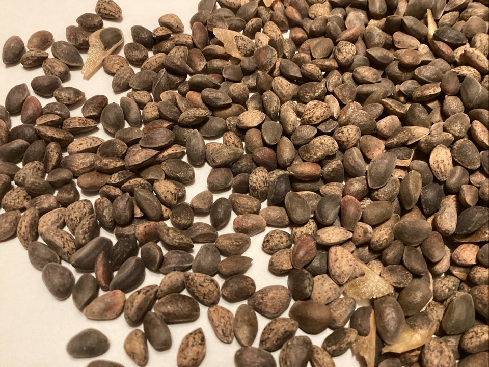 Ponderosa Pine Tree Seeds (PINUS PONDEROSA) | eBay