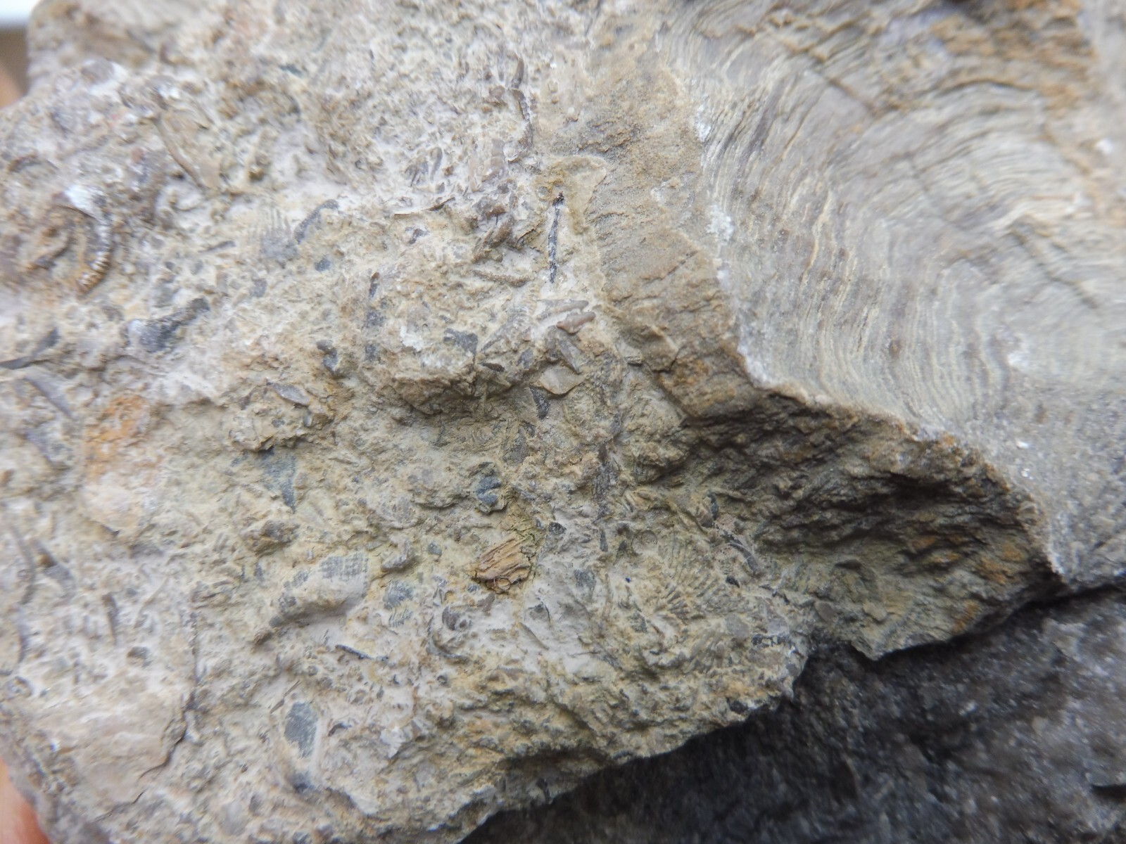 Fossil Seafloor Coral - Wren's Nest (Wenlock Limestone), UK - Silurian ...