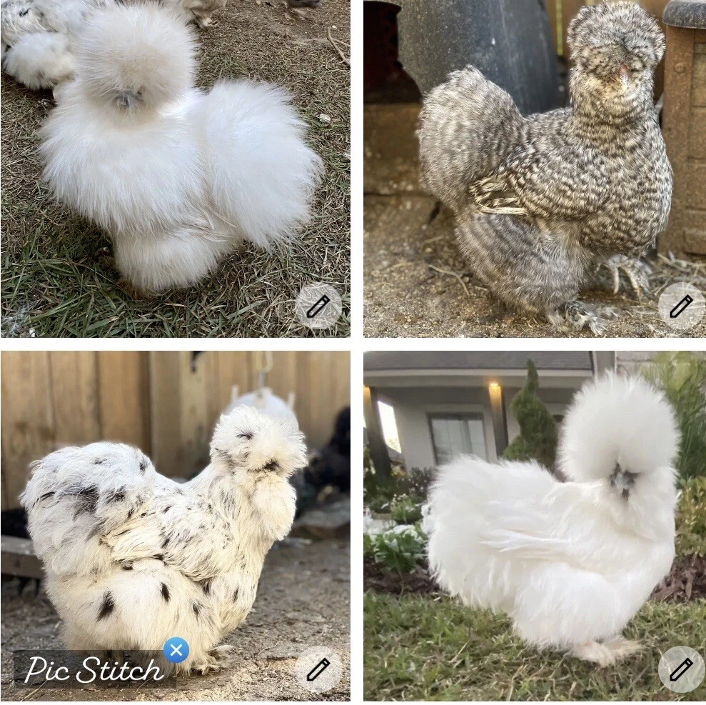 Silkie Colors