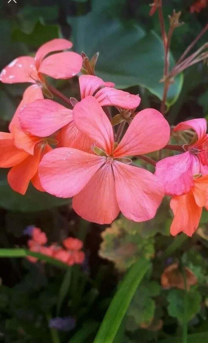 Geranium Plant Coral