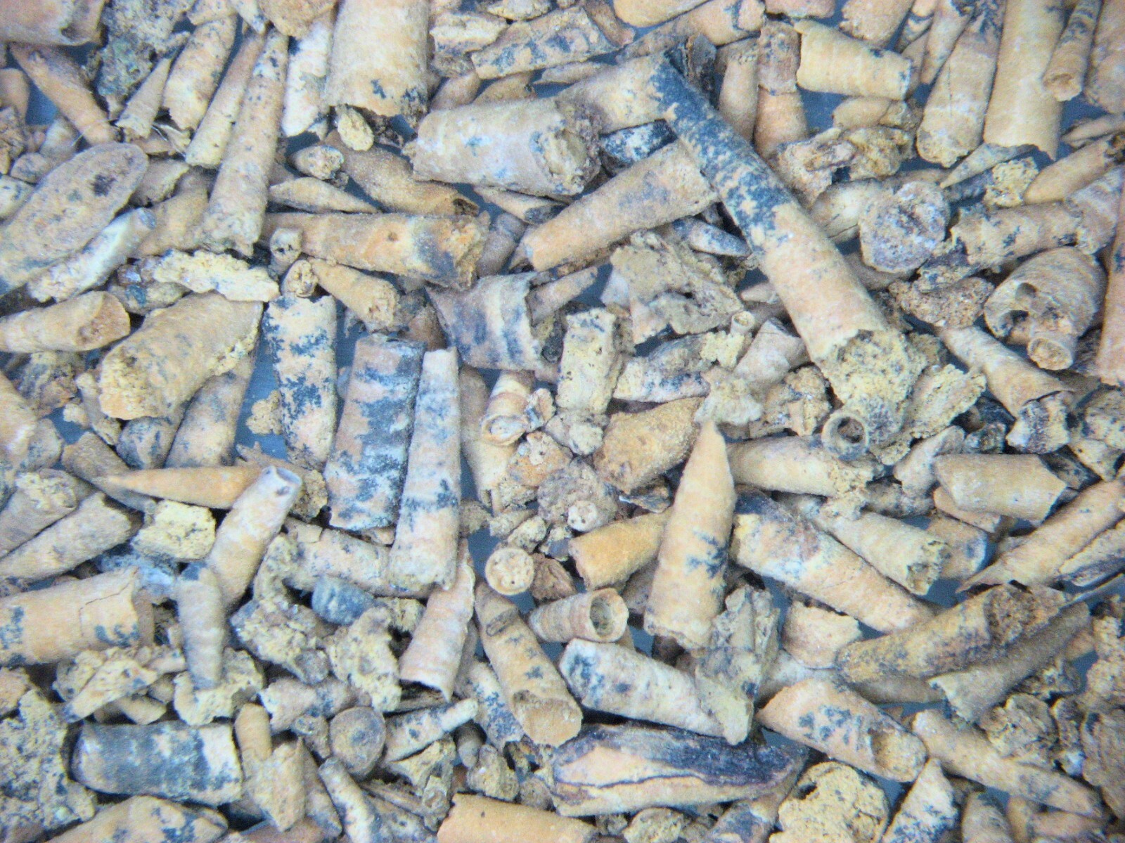 Cambrian Small Shelly Fauna PIOCHE shale SALTERELLA agmata matrix ...