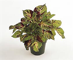 Coleus Wizard Mosaic 1,000 seeds | eBay