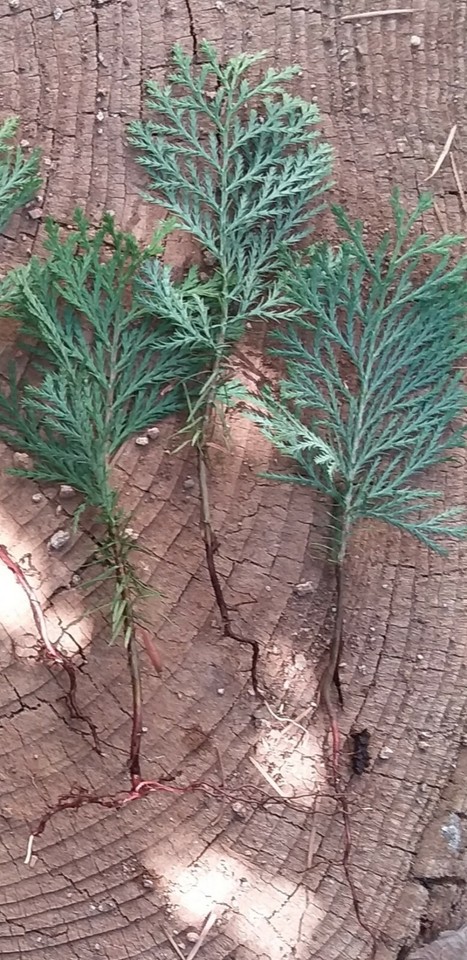 5 Incense Cedar Tree Seedlings Live Bare Root Plants | eBay