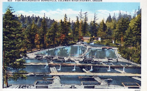 Fish Hatcheries at Bonneville Columbia River Highway Oregon Postcard | eBay