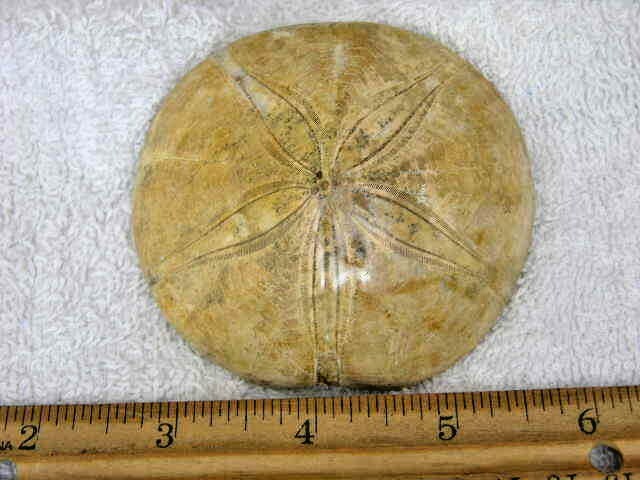 Echinoderms Sand Dollar
