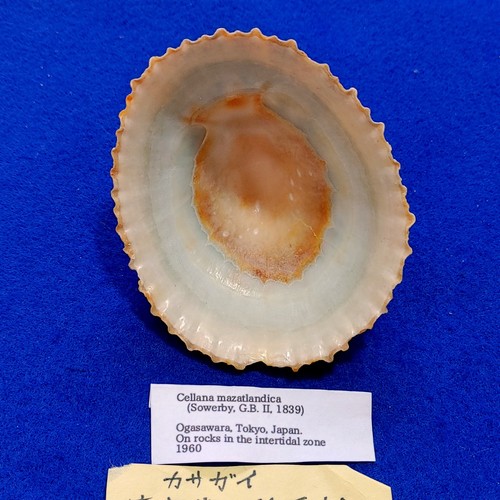 Cellana mazatlandica 74mm Very Rare Species Giant!! Limpet shell Sea ...