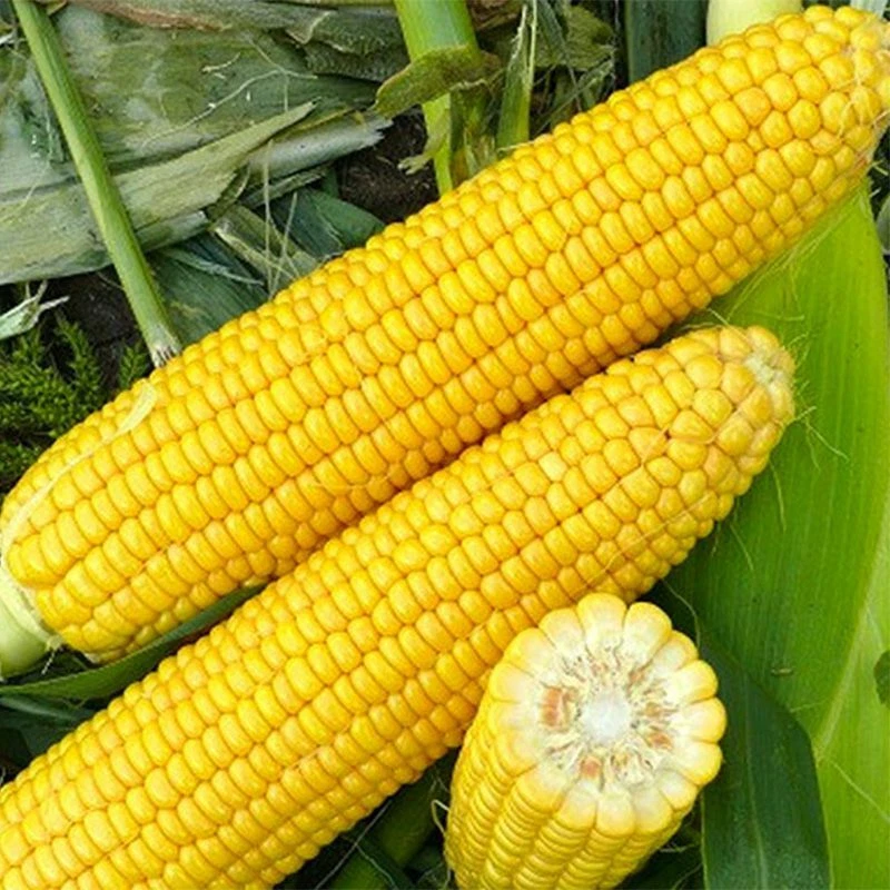 Super Sweet Corn Varieties