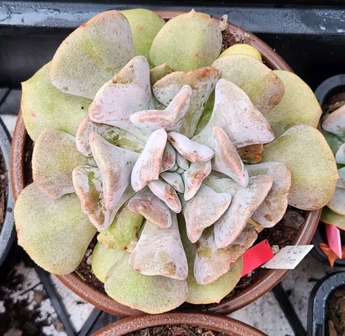 Cubic Frost - Echeveria succulent with root ball DISCOUNT for any 2 ...
