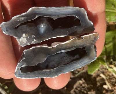 Agatized Coral Geode (Florida) 2 Pieces | eBay
