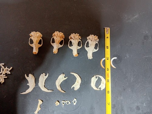 real animal gopher skull bones skeleton teeth tooth | eBay