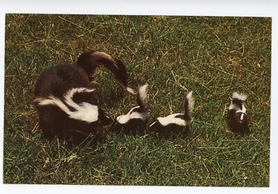 Skunk Family Follow the Scent and You Won't Get Lost Children Postcard ...
