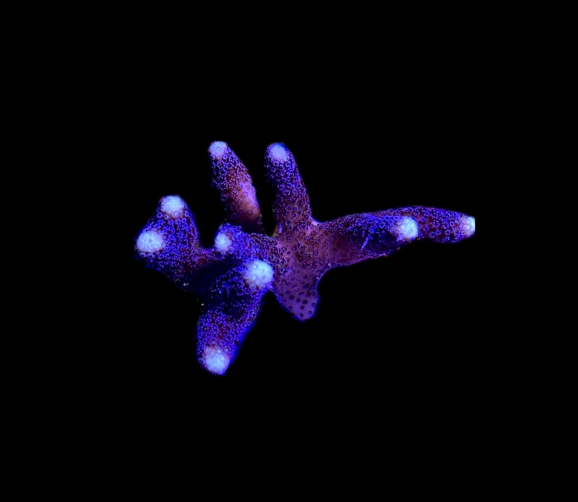WYSIWYG Purple Digitata Coral Colony 4" | eBay