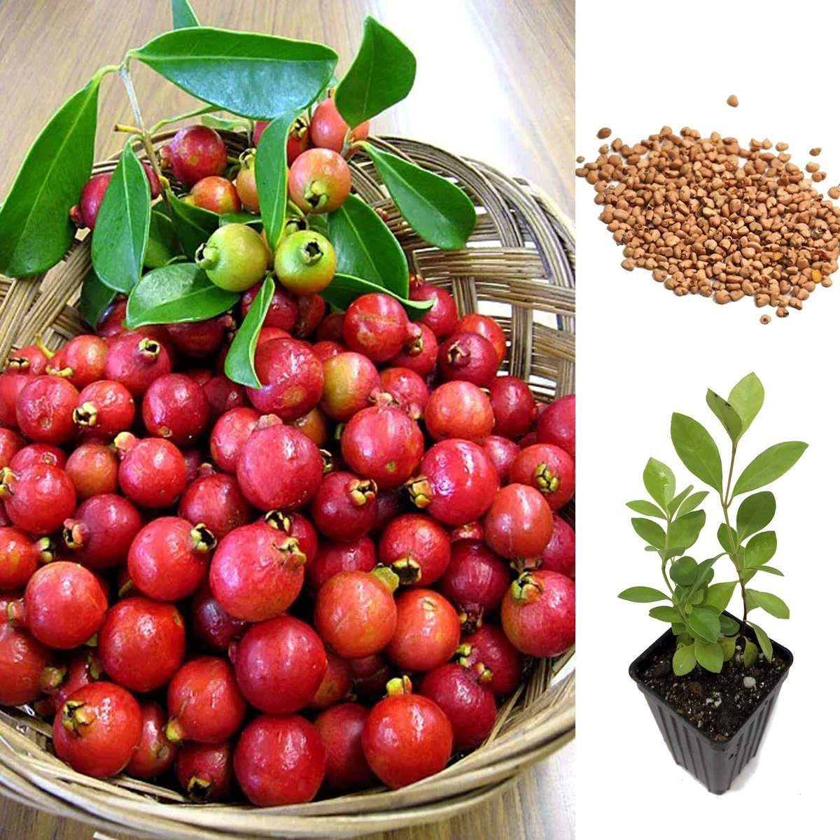 Strawberry Guava Fruit