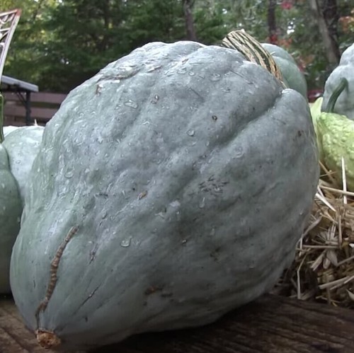20 GIANT BLUE HUBBARD SWEET SQUASH SEEDS - Heirloom - 15 - 40lbs ...
