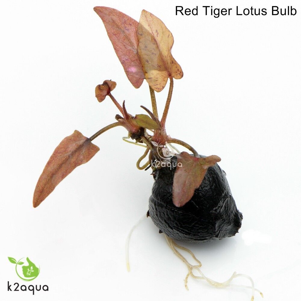 Red Tiger Lotus Bulb Nymphaea Live Aquarium Plant Tropical Lily Fry ...