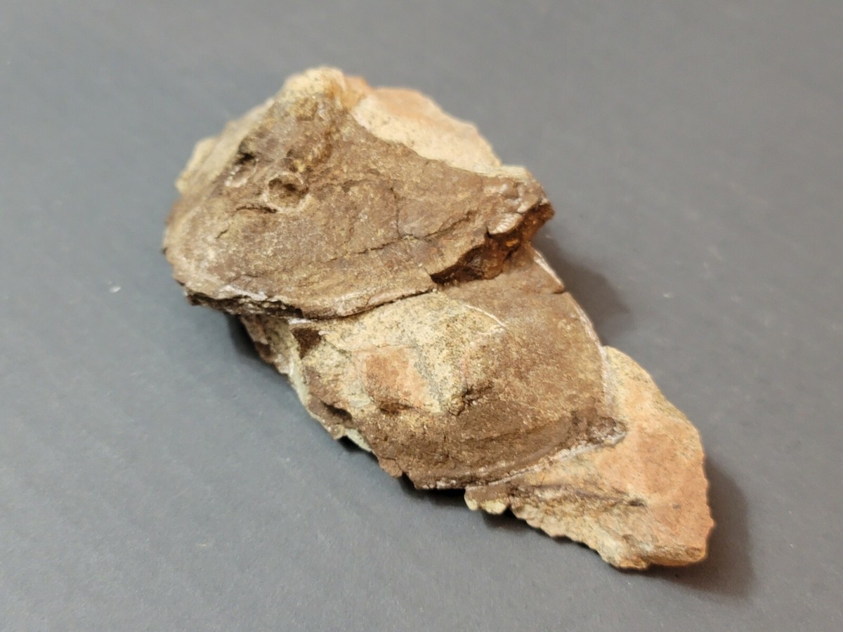 Rare Specimen Of Devonian Armored Fish Wladysagitta The Placoderms May