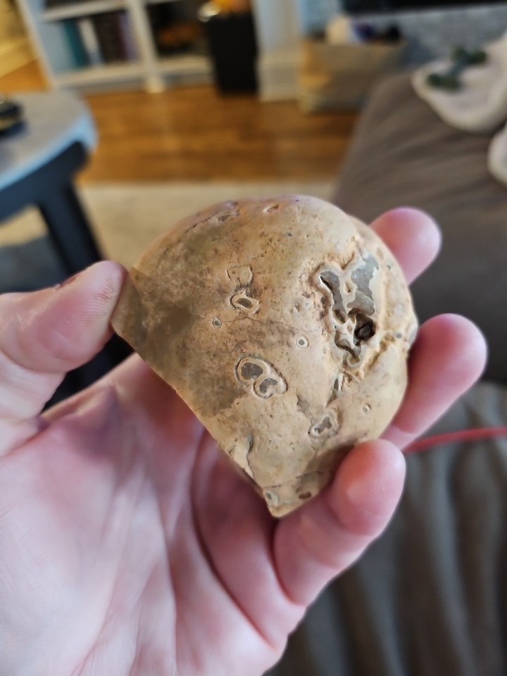 TN Chert Nodule with drusy quartz pocket and fossil inclusions. Weighs ...