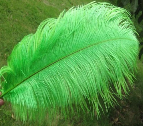 22-24 inches 5 Pieces Lime Green Ostrich Feathers (GA, USA) | eBay