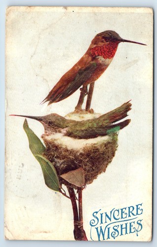 Sincere Wishes Two Birds in a Nest c1909 Postcard | eBay