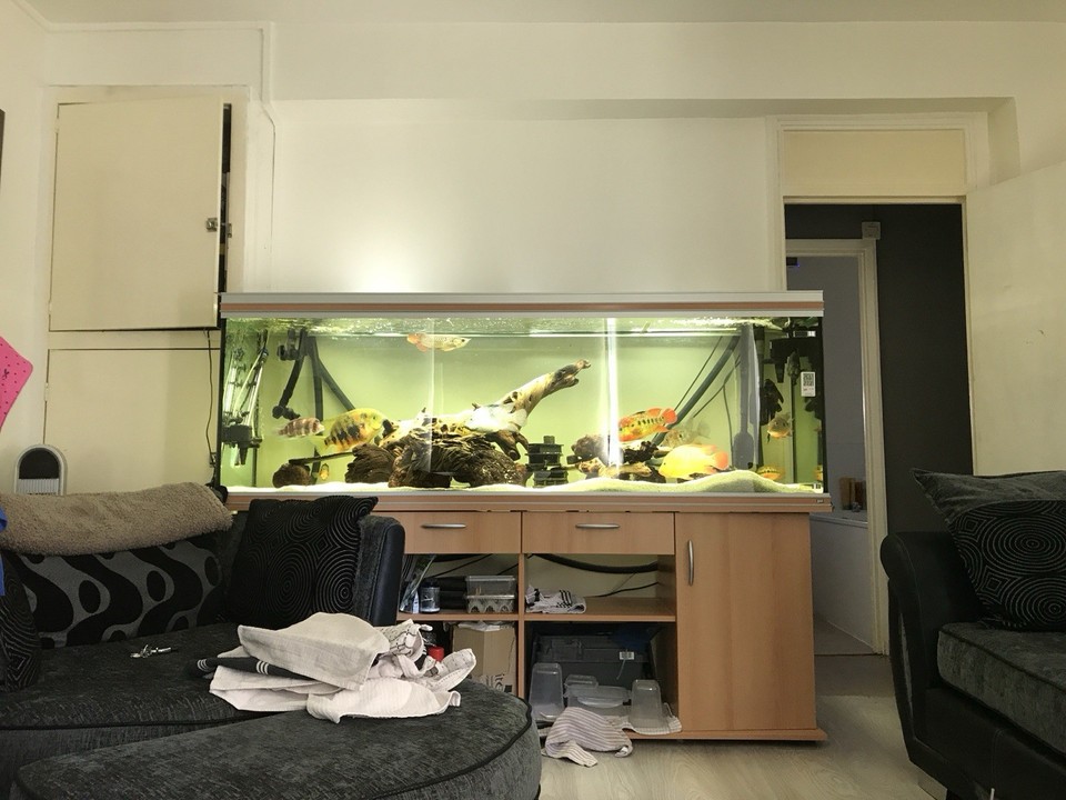 Rena 6ft Aquarium Fish Tank and Cabinet. 600l Fish Tank with FX5 & FX6 ...