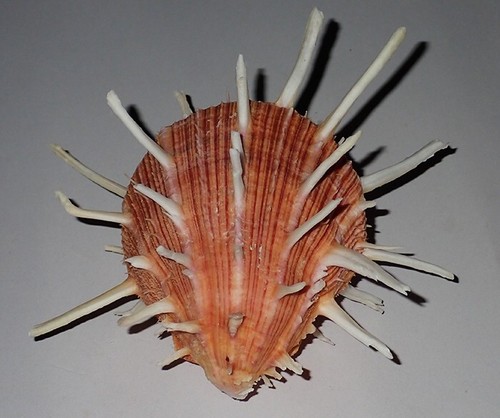 105 mm HUGE WHITE SPINE Spondylus Regius Oyster Seashell From Coron ...