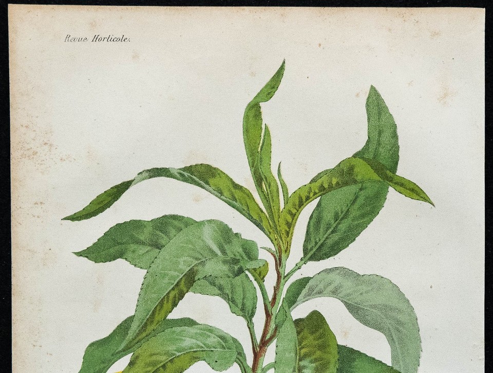 1864 - Nectarine Brugnon Jalous - Engraving In Colors Of Fruits ...