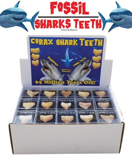 FOSSIL SHARK TEETH-CORAX POP-UP Display Retail (60 Boxes Inside POP ...